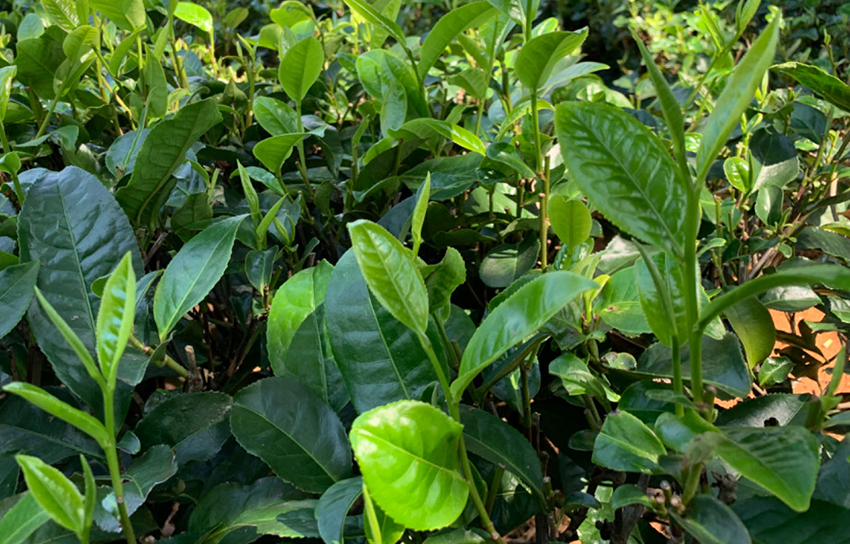 Benefits of drinking black tea