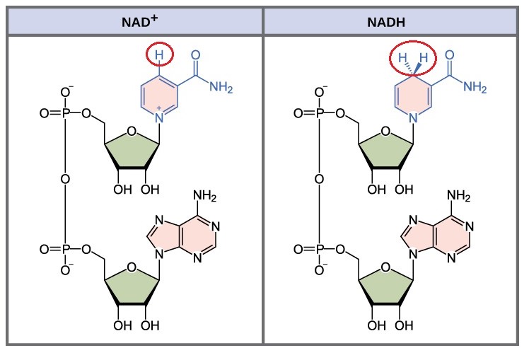 NAD+ 与 NADH：两种 NAD 形式之间的差异