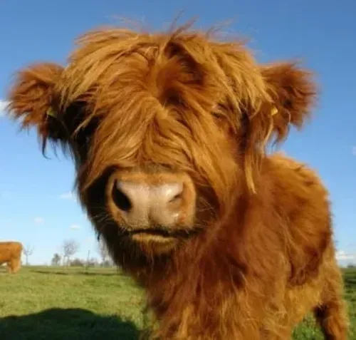 Outfany™ Highland Cow Plush Toy – Tegooe