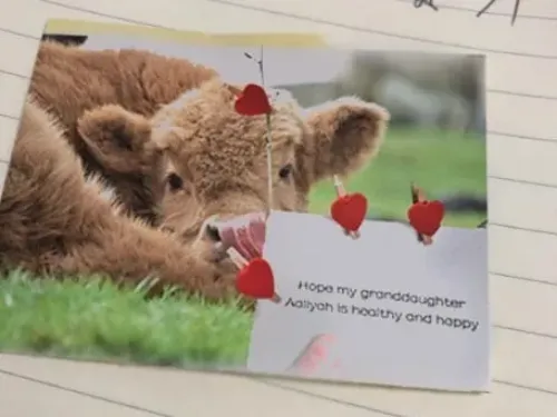 Outfany™ Highland Cow Plush Toy – Tegooe