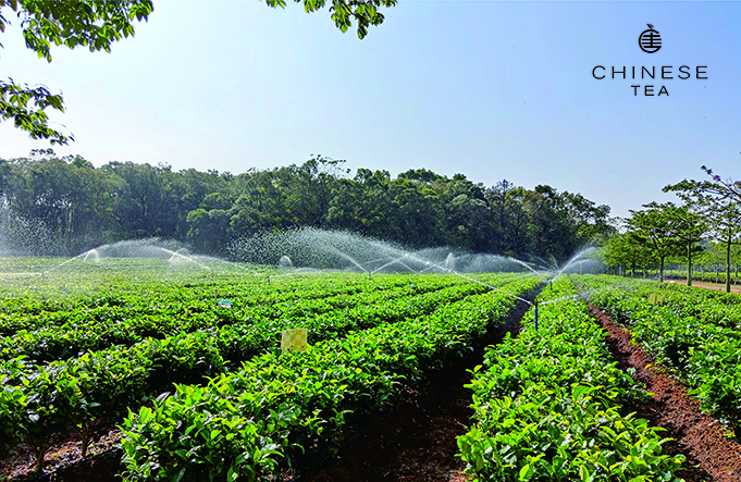 How to drink tea and the three realms of drinking tea!